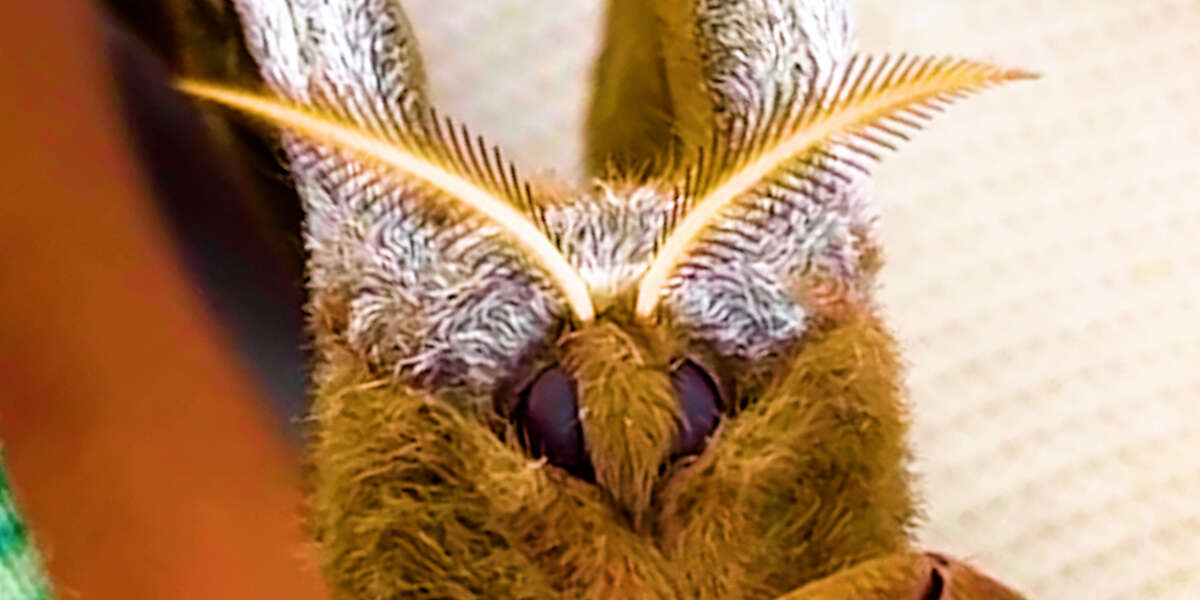 Moth Chooses This Woman To Take Care Of Her Babies - Videos - The Dodo