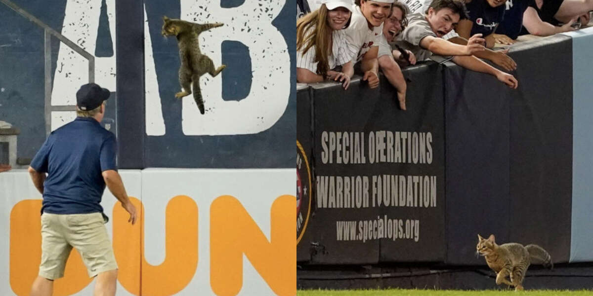 Cat Runs Onto Field And Interrupts Baseball Game - The Dodo