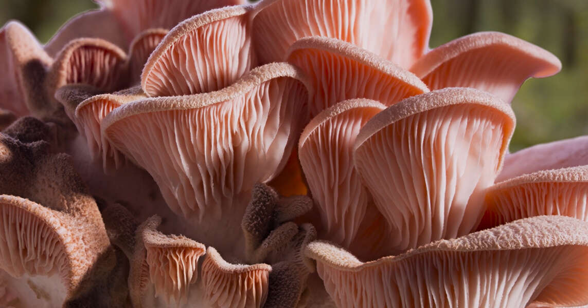 'Fantastic Fungi' Review: Why You'll Now Love Your Mushroom Neighbors ...