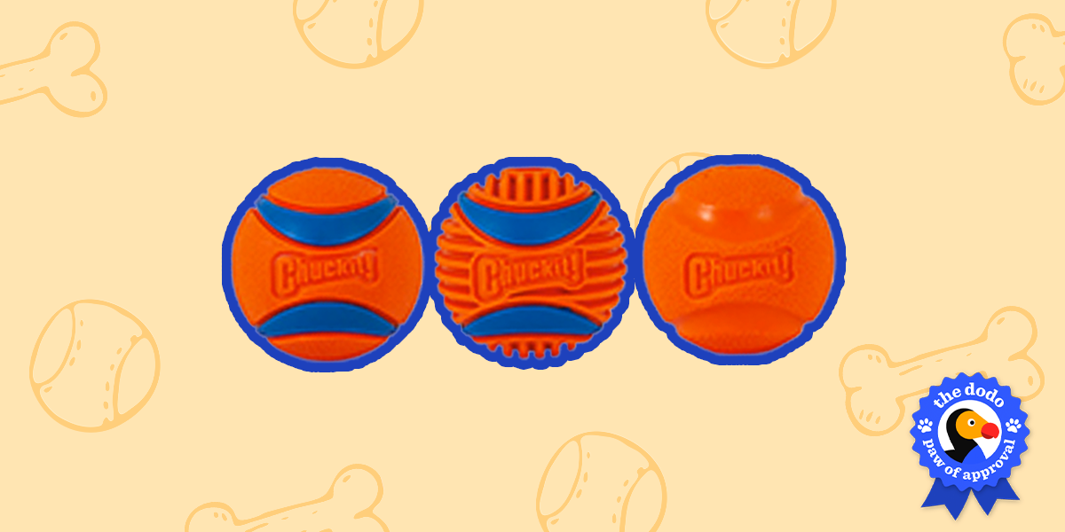 Petmate Chuckit! Dog Balls Reviews - Paw of Approval - The Dodo
