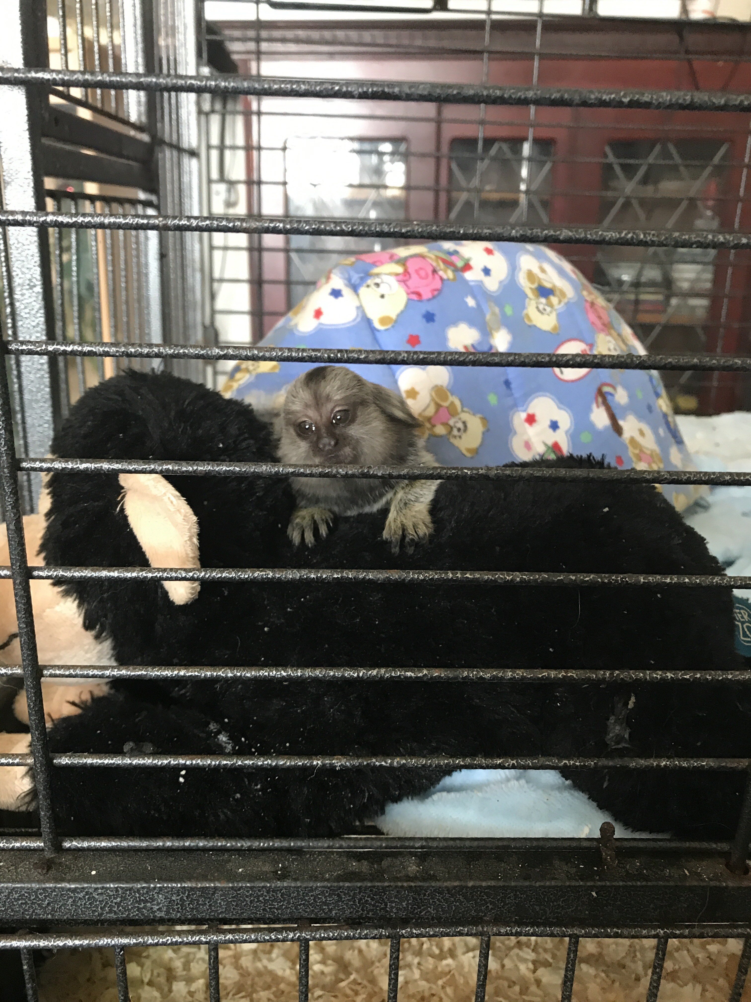 Rescued Baby Monkey Can't Wait To Meet New Mom And Dad - The Dodo