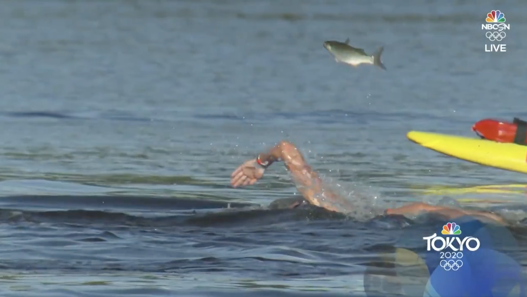Flying Fish Steals Show in Final Laps of Olympics Marathon Swim Race ...