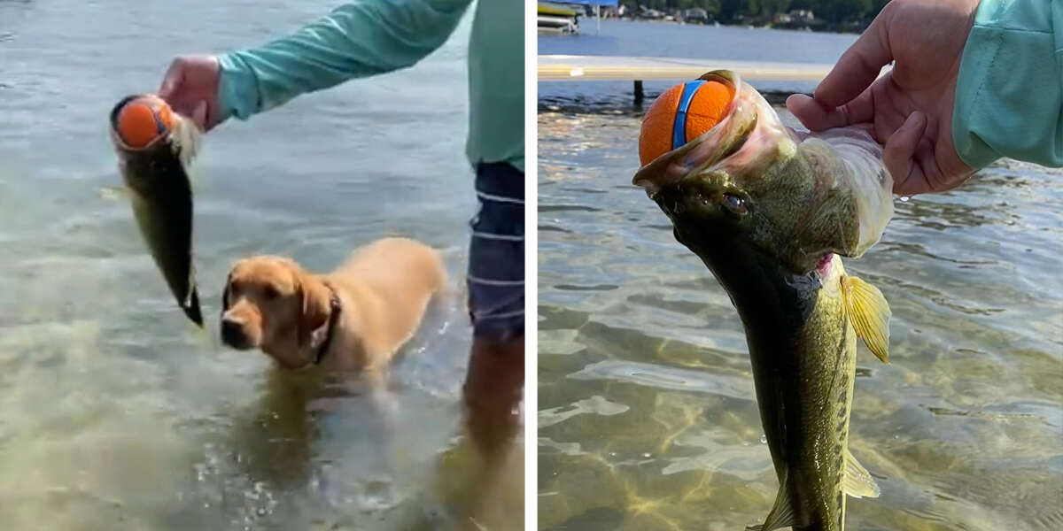 Dog Playing Fetch In A Lake Loses Game To A Fish - The Dodo