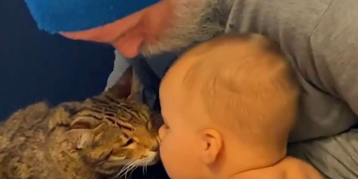 Cat Who Spent 18 Years As His Dad’s Only Child Gets A Human Brother ...