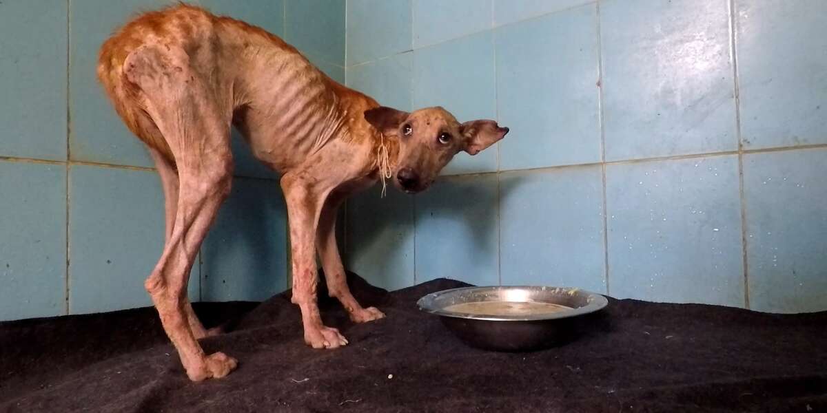 Stray Dog Too Scared To Be Touched Learns To Trust People For The First ...