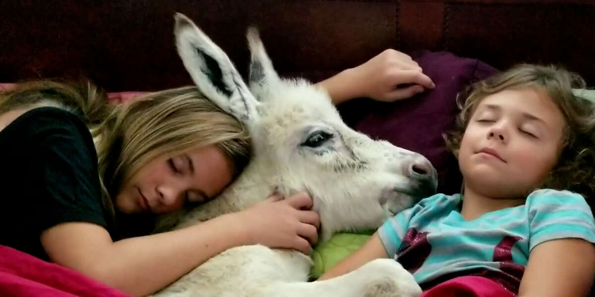 Tiny, Fuzzy Baby Donkey Has A Sleepover With Her Human Sisters - Videos ...