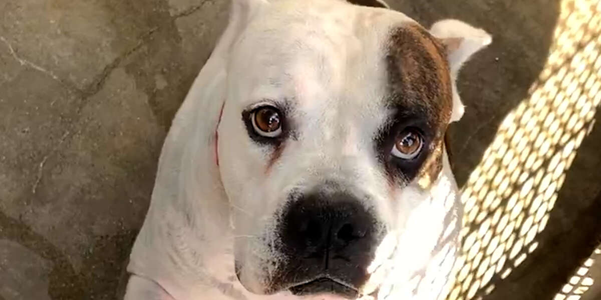 Dog Dumped At The Shelter Discovers The Great Outdoors - Videos - The Dodo