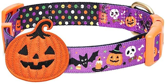 11 Cutest Halloween Dog Collars On Amazon - DodoWell - The Dodo