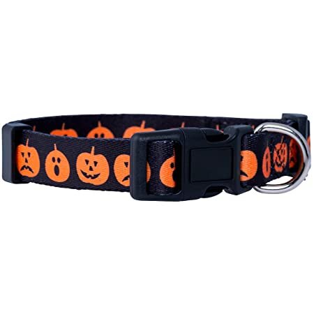 11 Cutest Halloween Dog Collars On Amazon - DodoWell - The Dodo