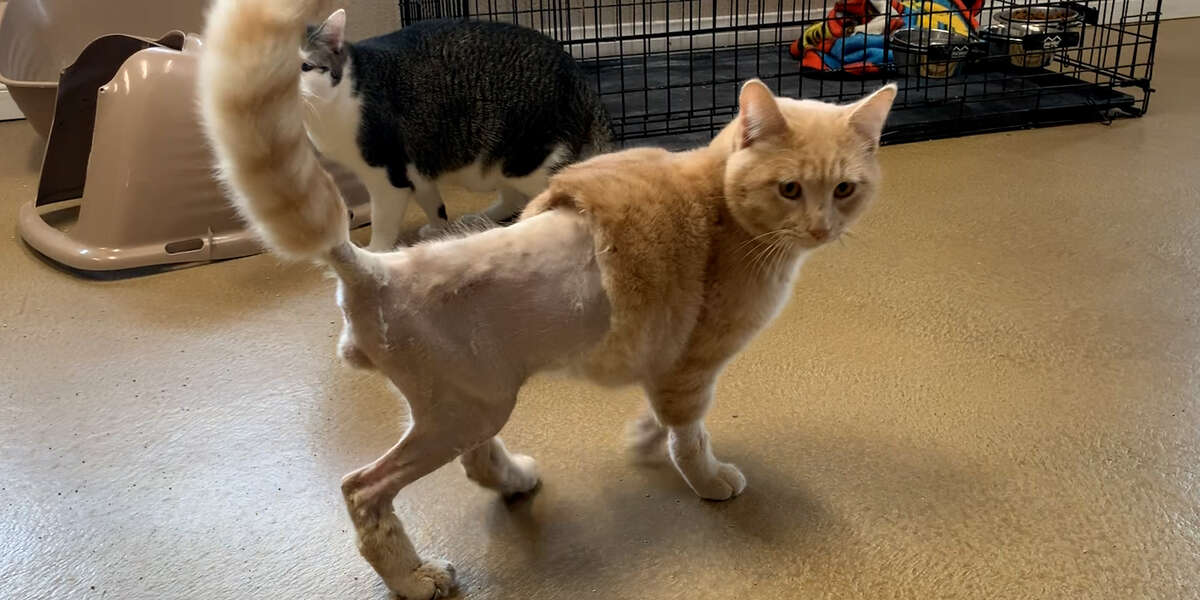 Guy Gets Choked Up When This Cat Learns To Walk - Videos - The Dodo