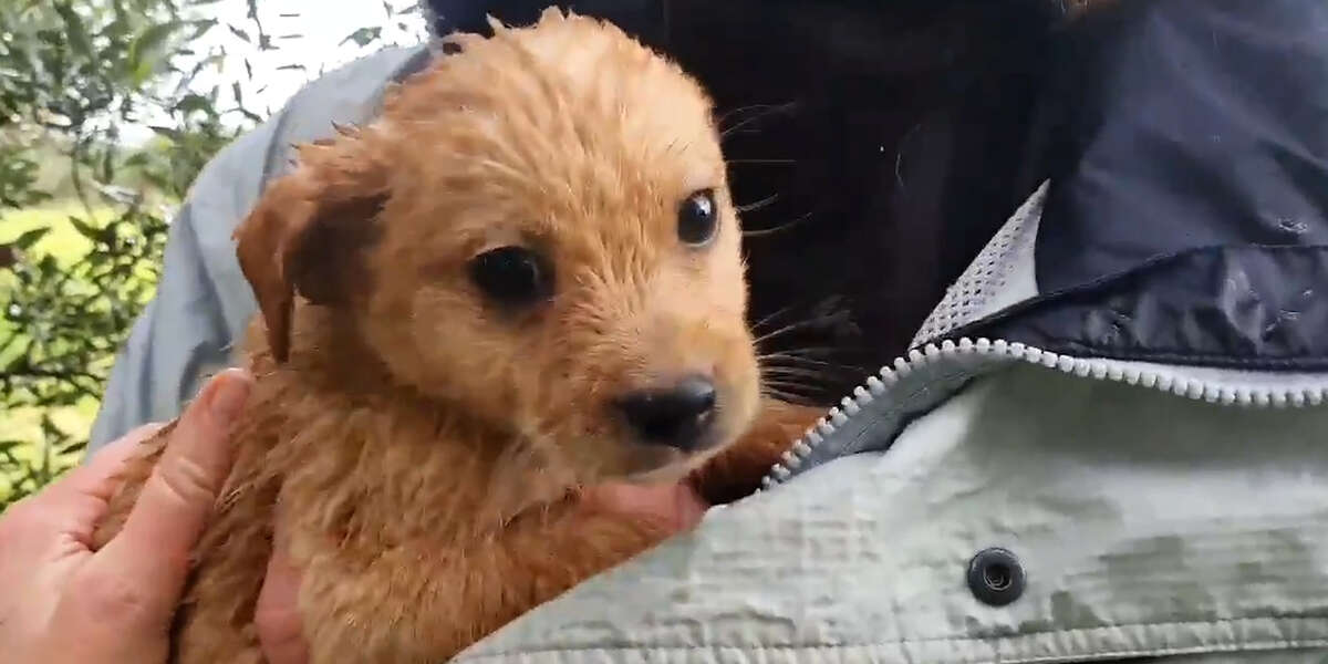 Abandoned Puppies Are All Grown Up And Looking For Their Forever Homes ...