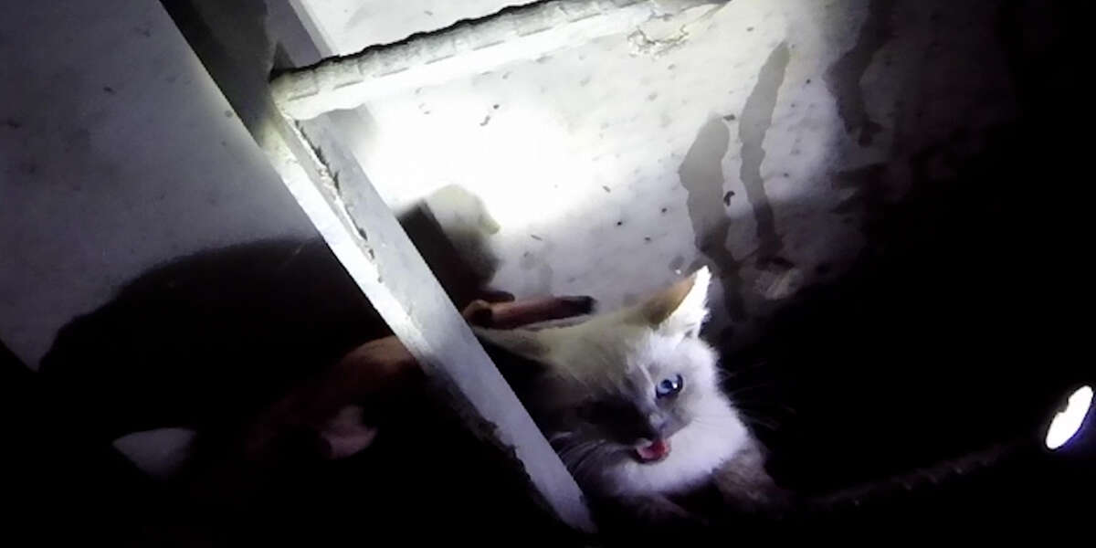Woman Goes Into Sewer To Save A Teeny Kitten - Videos - The Dodo