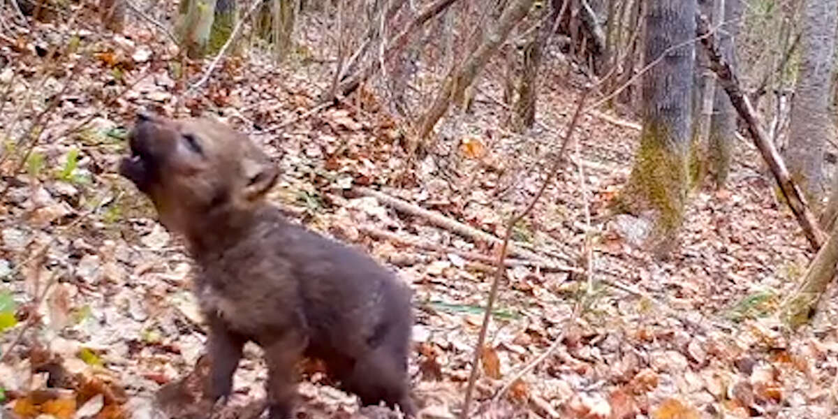 Timid Wolf Puppy Learns to Conquer The World - Videos - The Dodo