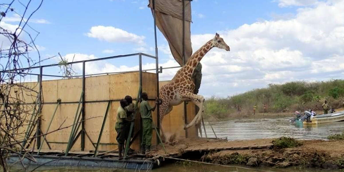 There Was Only One Way To Save 8 Giraffes From A Sinking Island - Videos - The Dodo