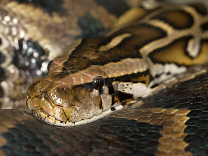 Woman Comes Face-to-Face with a 10-Foot Python at the Supermarket ...