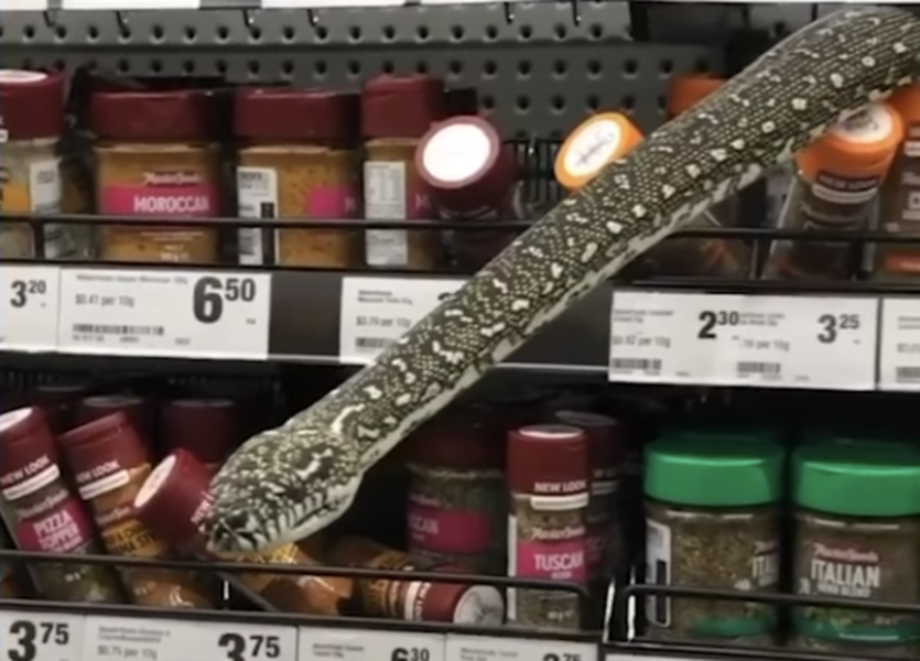 Woman Comes Face-to-Face with a 10-Foot Python at the Supermarket ...