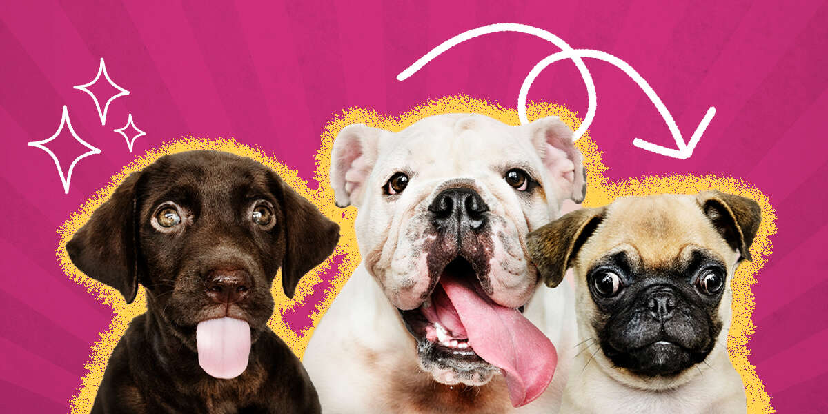 How To Find The Best Dog Breeds For You - DodoWell - The Dodo