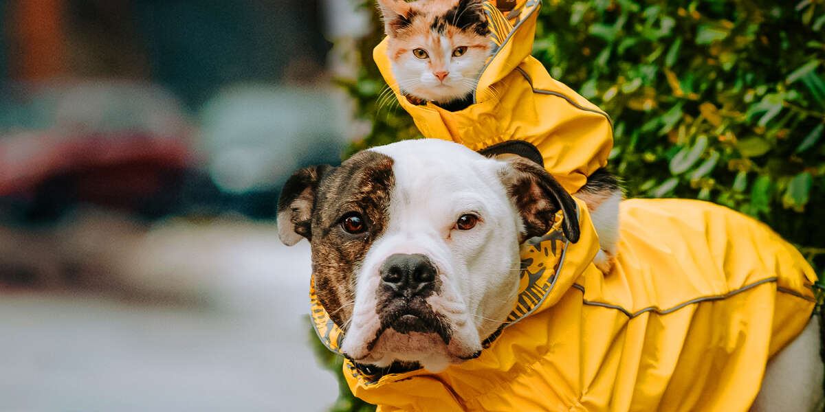 Pittie Introduces His Little Kitten Sister To The World - Videos - The Dodo