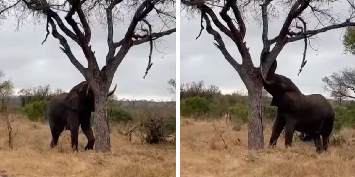 Elephant Shows Off Incredible Strength By Snapping Tree In Half - The Dodo