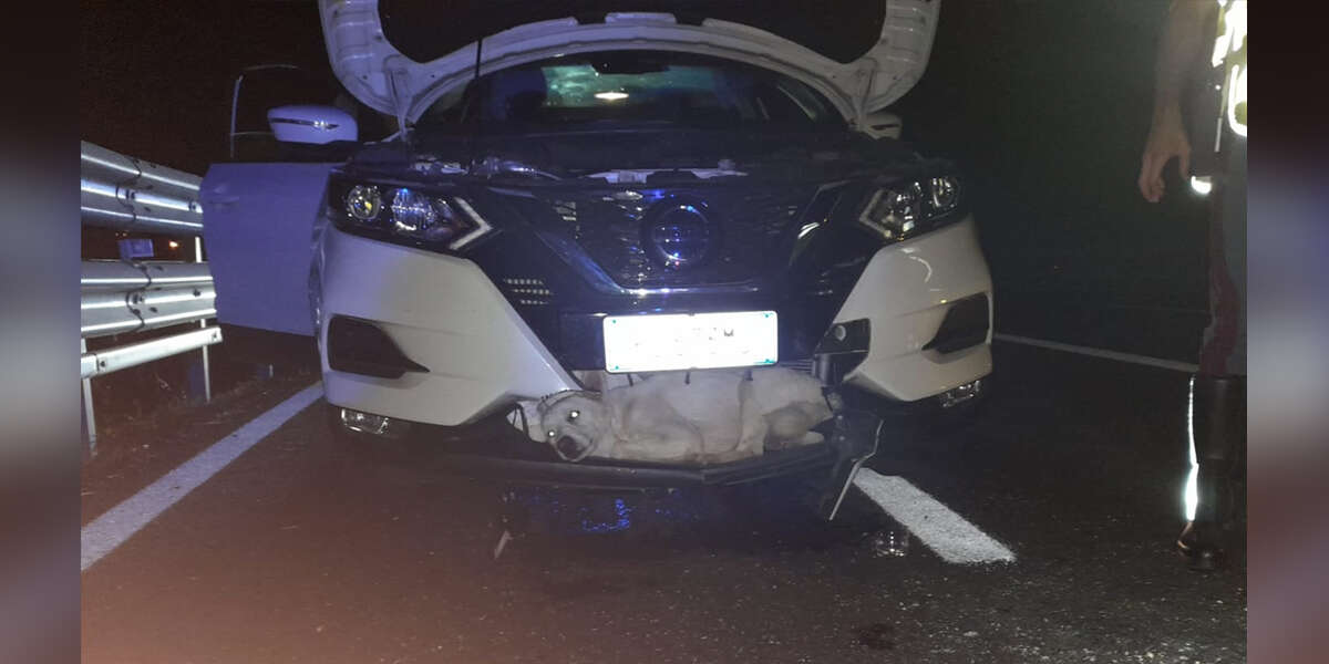 'Miracle' Dog Survives Accident With 80 MPH Car In Most Incredible Way ...