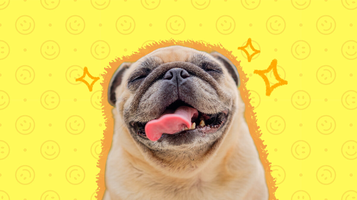 Do Dogs Really Laugh