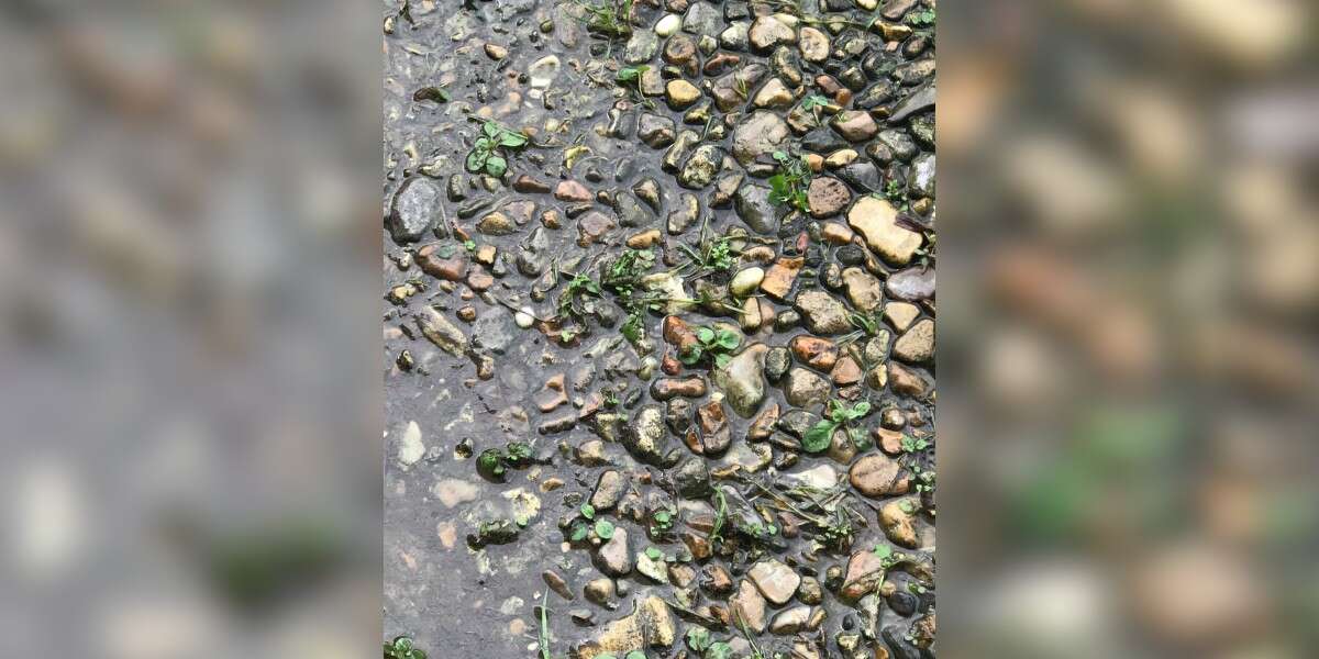 No One Can Spot The Little Frog Hiding Among These Rocks - The Dodo