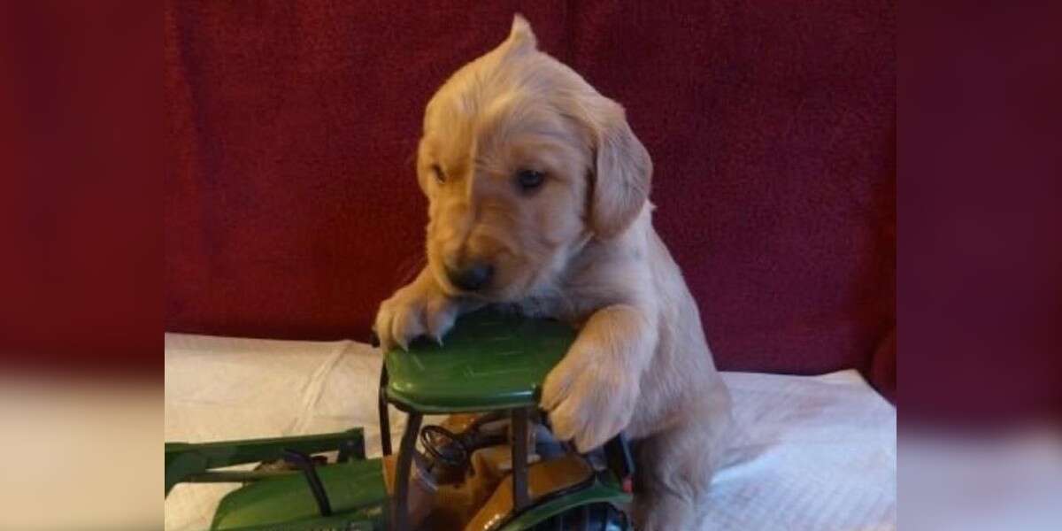 Puppy Is Born With The Cutest Permanent Cowlick - The Dodo