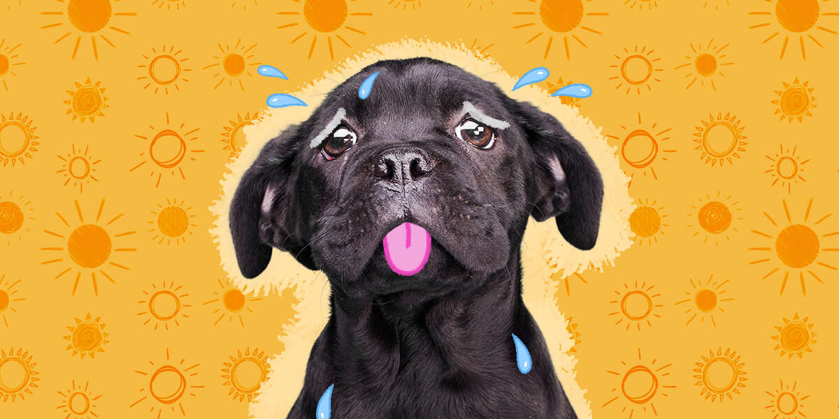 Signs Of Heatstroke In Dogs You Need To Know, According To A Vet ...