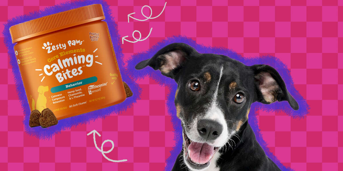 Dog Calming Products: How To Find The Right One For Your Dog - DodoWell ...
