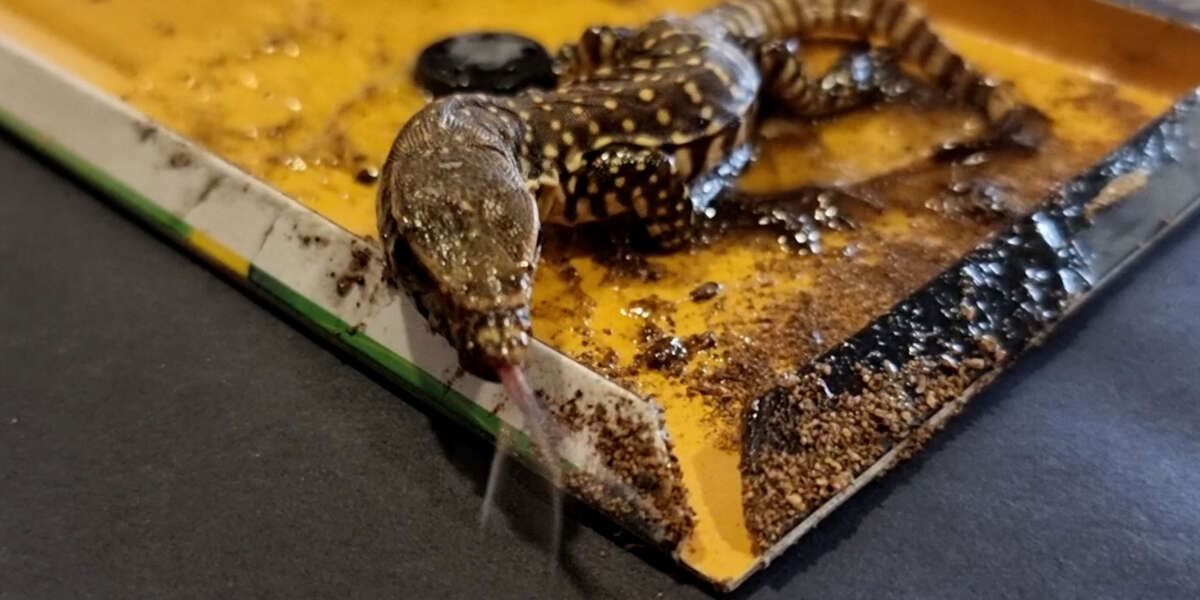 Guy Rescues Baby Lizard Stuck In Glue - Videos - The Dodo