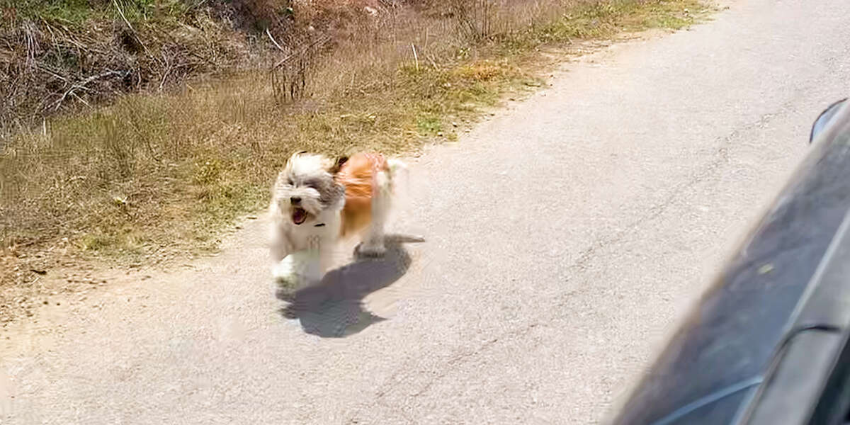 Dog Chases Car Asking To Be Rescued - Videos - The Dodo