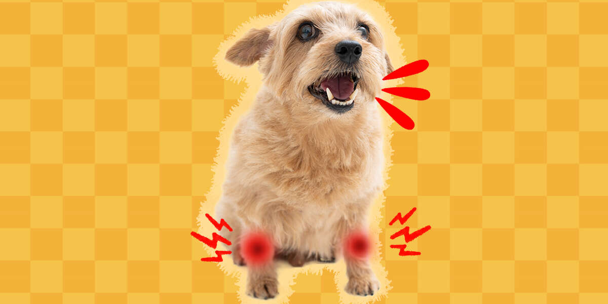 A Guide To Pain Relief For Dogs: Signs Of Pain In Dogs And What To Give ...