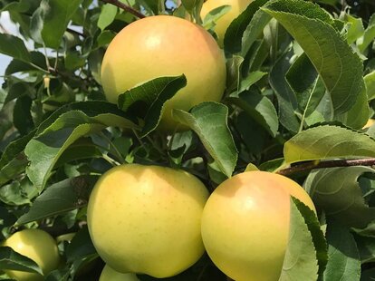 Battleview Orchards: Freehold, NJ - Thrillist