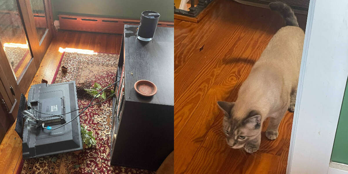 6-Pound Cat Accidentally Destroys Entire Bedroom - The Dodo