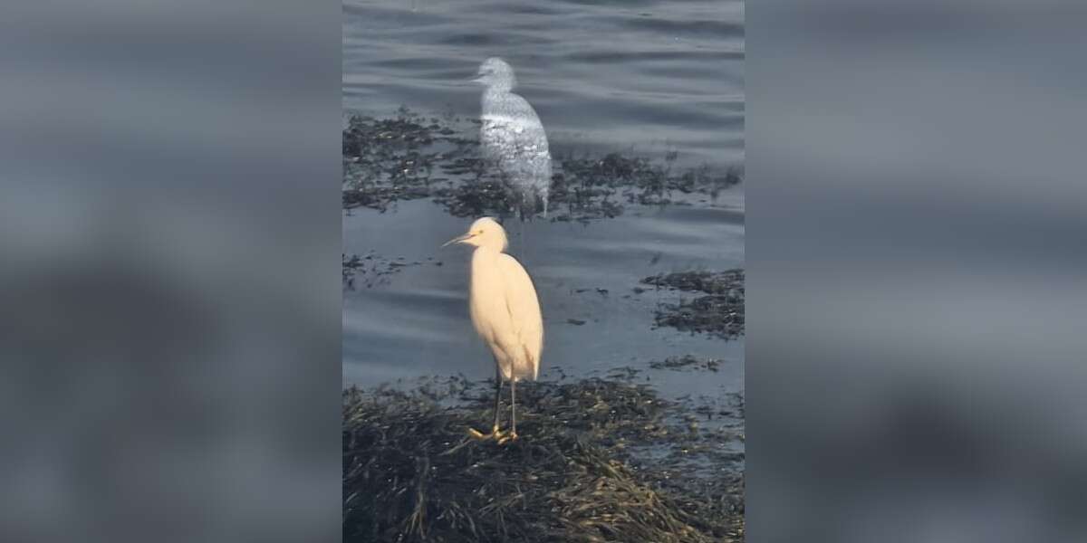 Woman Takes Photo Of Bird And Accidentally Captures A Ghost - The Dodo