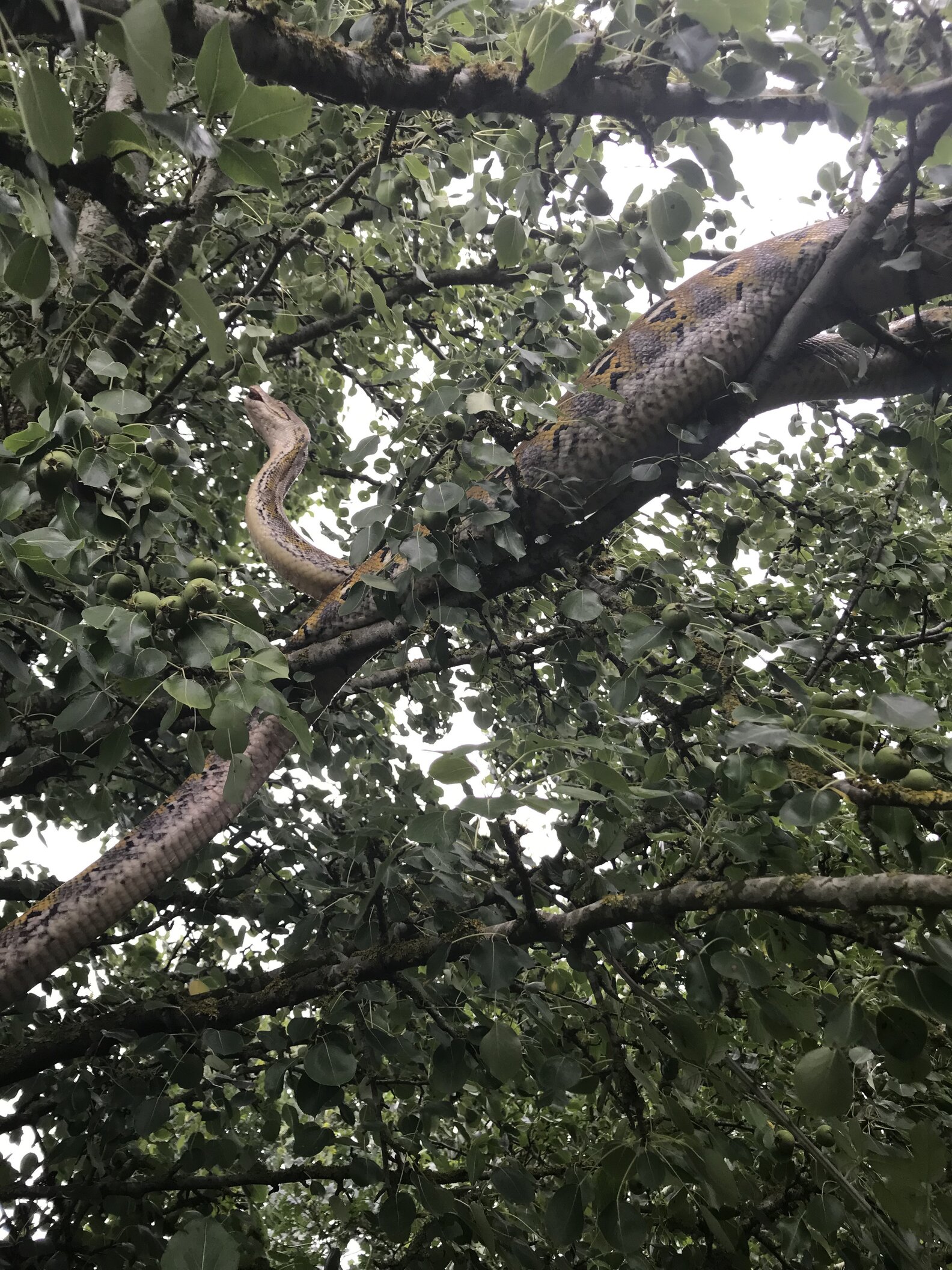 Drivers Are Shocked To See Snake Up In A Tree - The Dodo