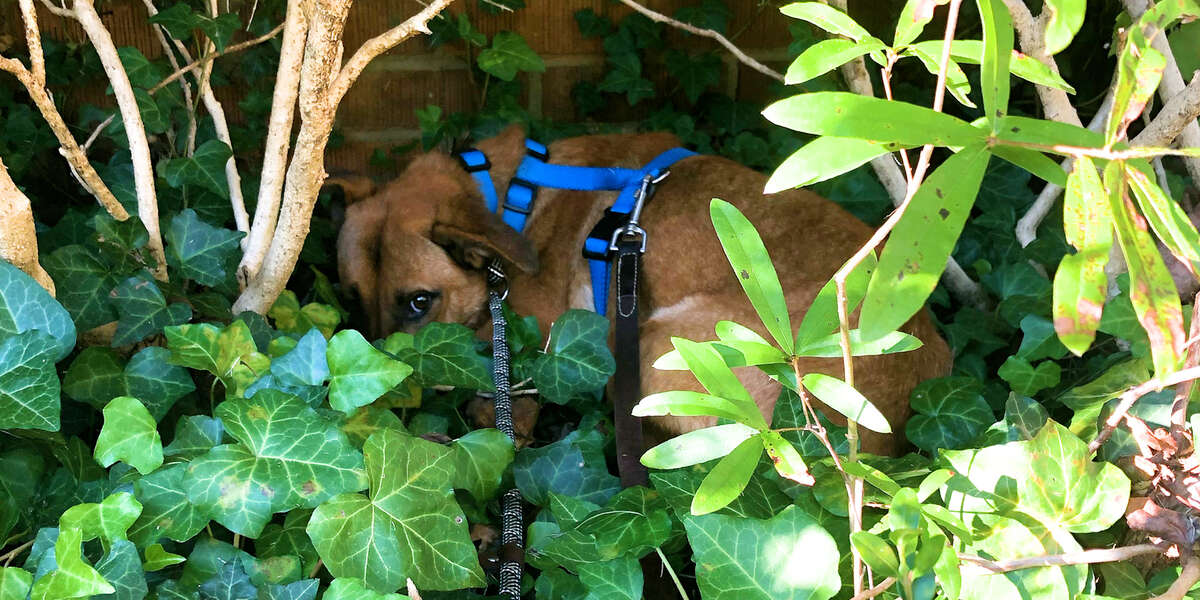 Scared Foster Dog Hid In The Bushes On Walks - Videos - The Dodo