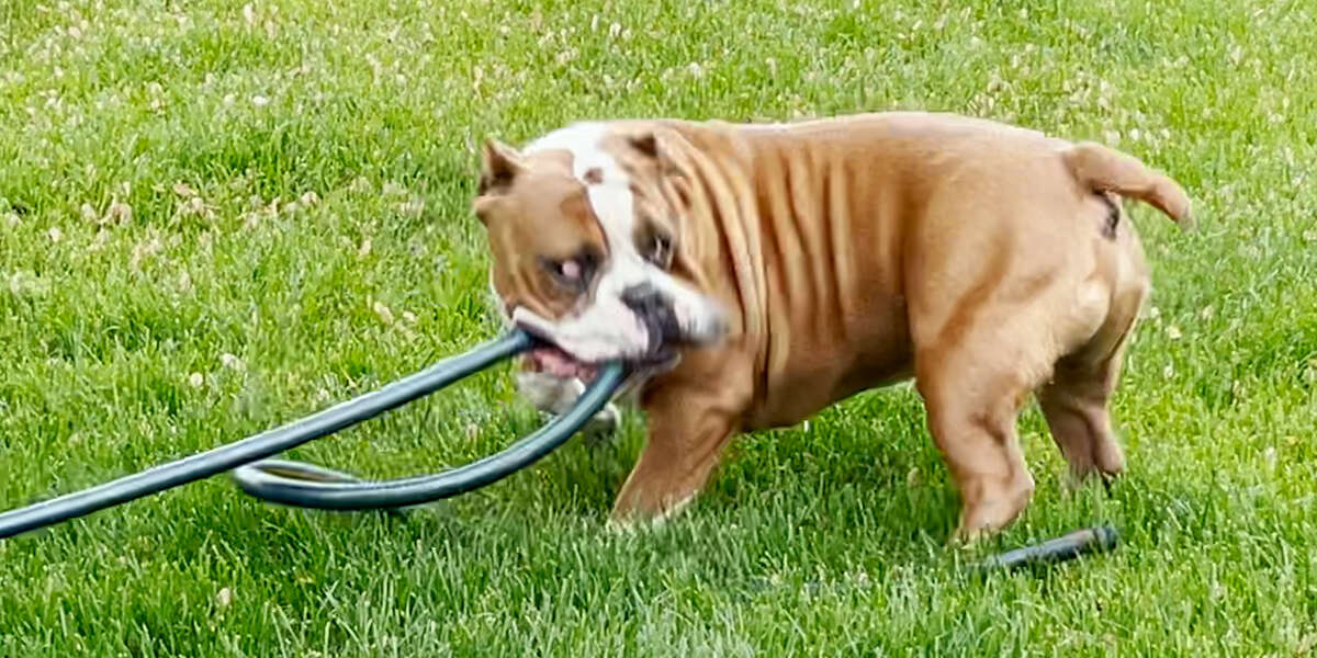 Dog's Hilariously Honest Adoption Post Helps Him Find Forever Home ...