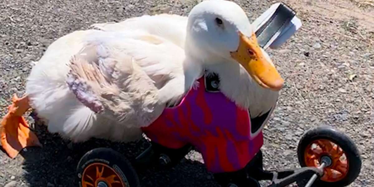 Rescue Duck Kept Flipping Over Until She Learned To Run On Her New ...