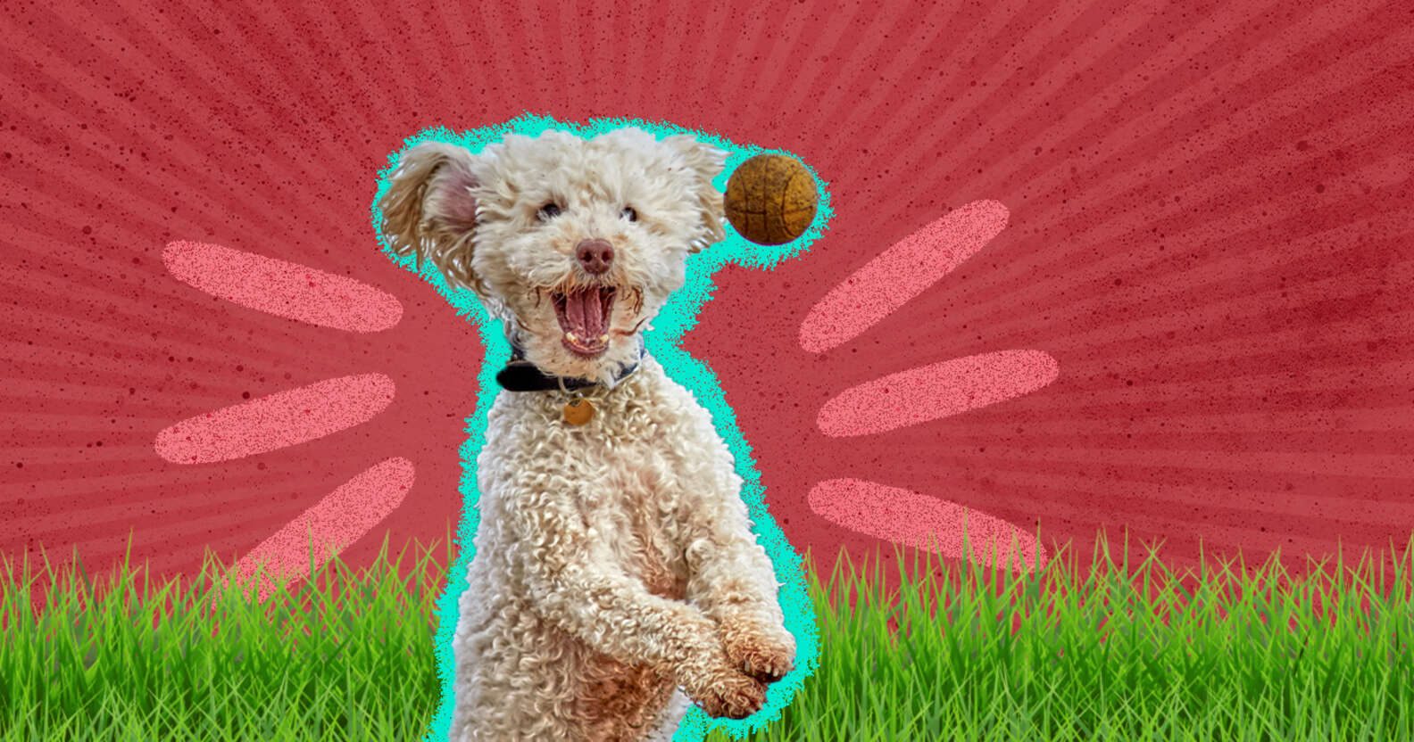 Outdoor Activities For Dogs 7 Fun Things To Do With Your Pet This Outdoor Activities For Dogs 7 Fun Things To Do With Your Pet This