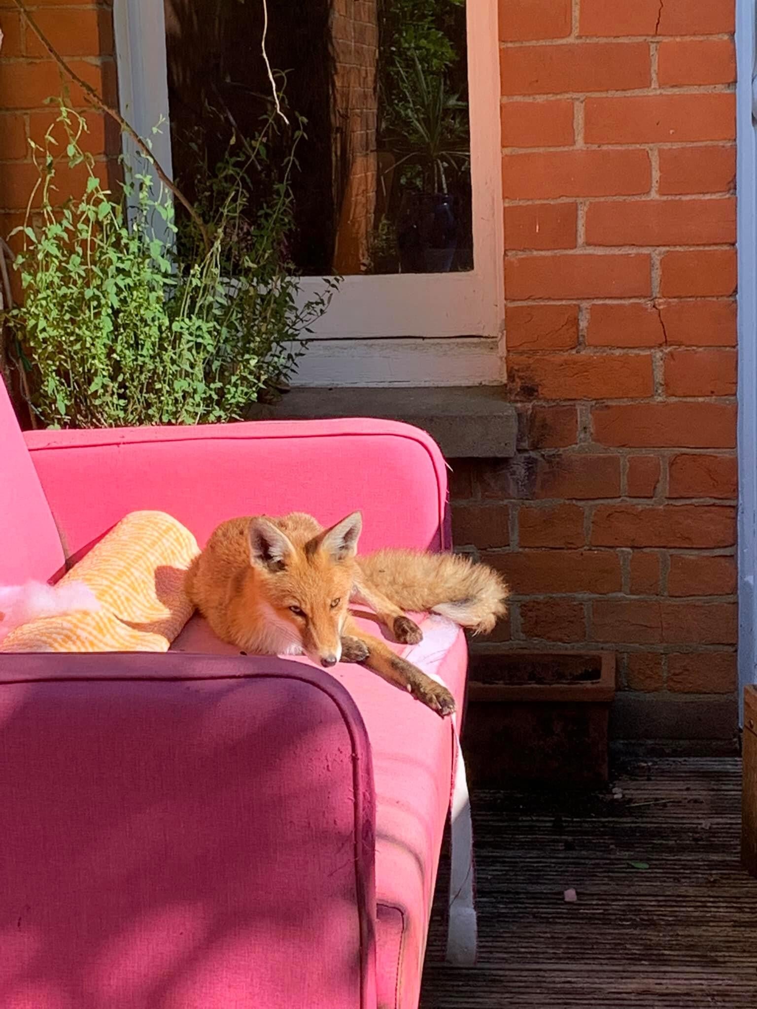 Baby Fox Moves Into Woman's Yard And Hangs Out Every Day - The Dodo