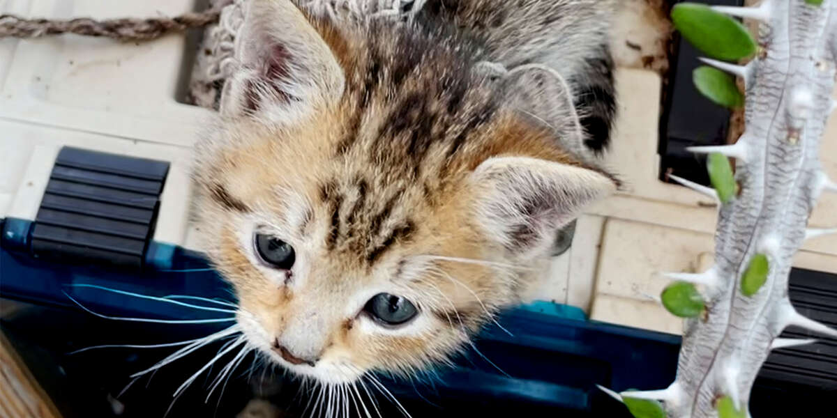 Guy Saves Tiny Kitten He Finds Tangled In String In Garden - Videos ...