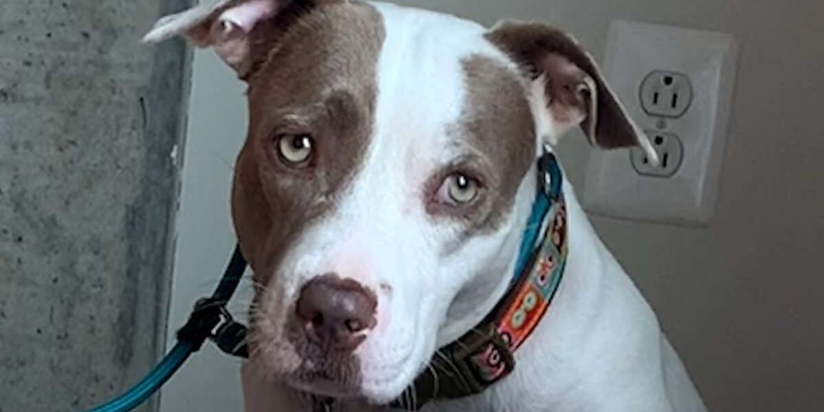 Abandoned Pittie Finally Relaxes When Her Dad Sings Her Favorite Song ...