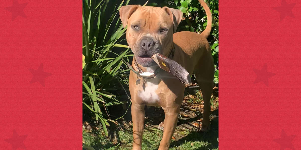 Tiniest, Calmest Pittie Puppy Grows Up To Be A Wild Man - Videos - The Dodo