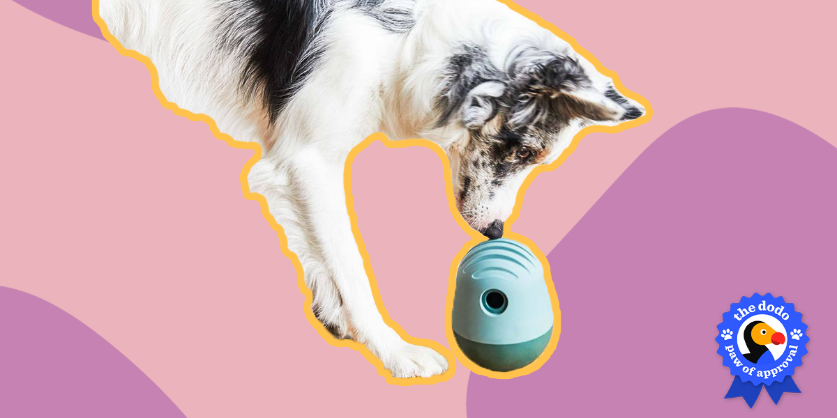 Fable Pets Review: The Game - Paw of Approval - The Dodo