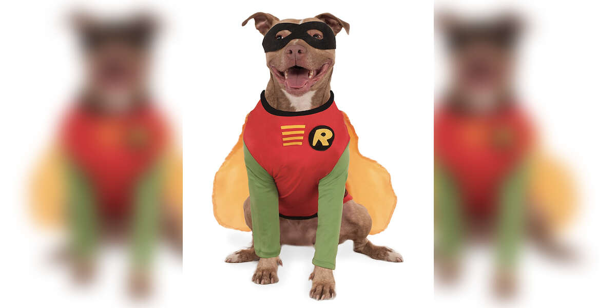 15 Best Dog Costumes On Amazon For Halloween 2021 - DodoWell - The Dodo