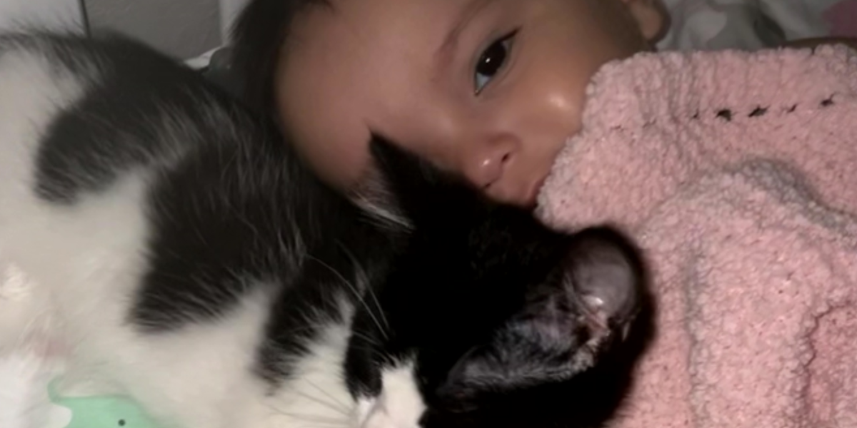 Tiny Rescue Kitten Refuses To Leave Baby Sister's Crib - Videos - The Dodo