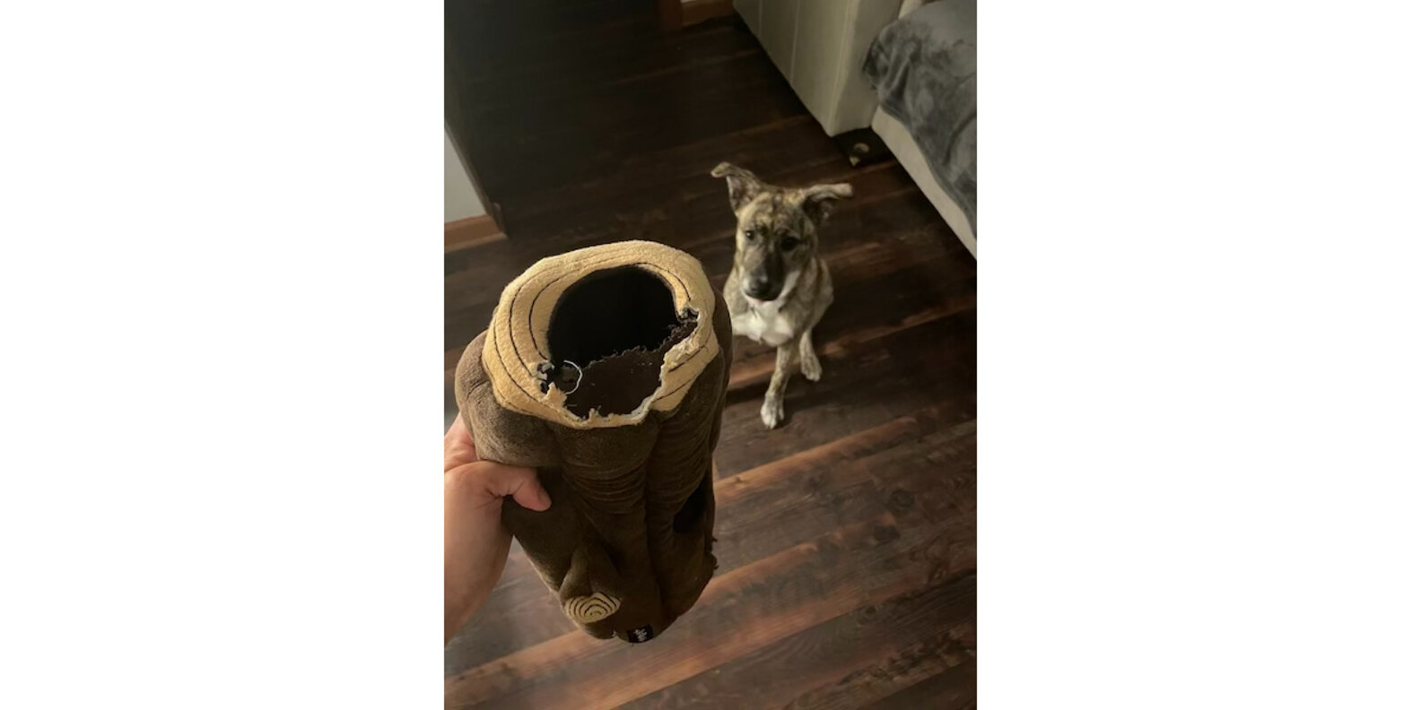 ZippyPaws Burrow Toys: Burrow Log Review - Paw of Approval - The Dodo
