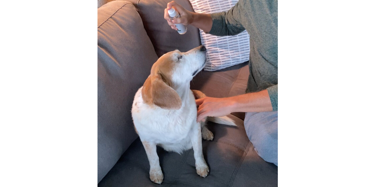 Rowan Coat Refresh Conditioner Spray Review - Paw of Approval - The Dodo