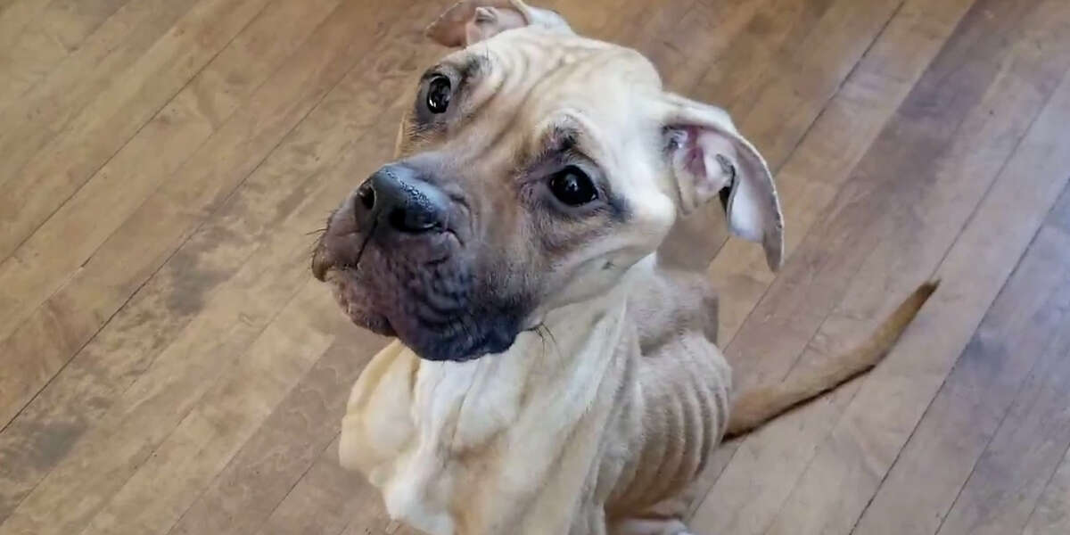 Skinny Pittie Found In An Alley In The Freezing Cold - Videos - The Dodo